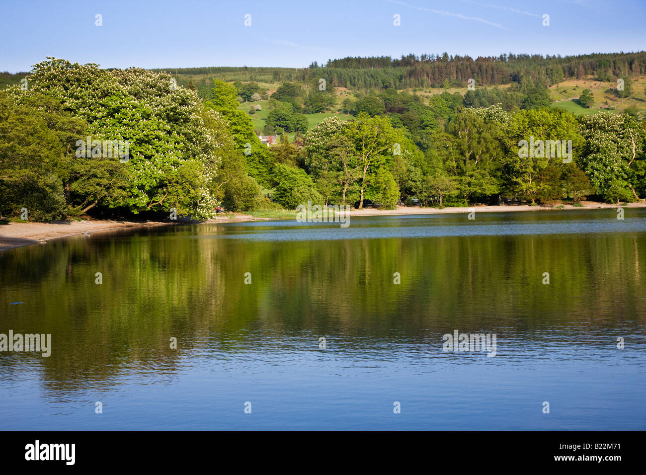Coniston Water Early Spring In May Trees Forest Reflected Onto The Lake ...