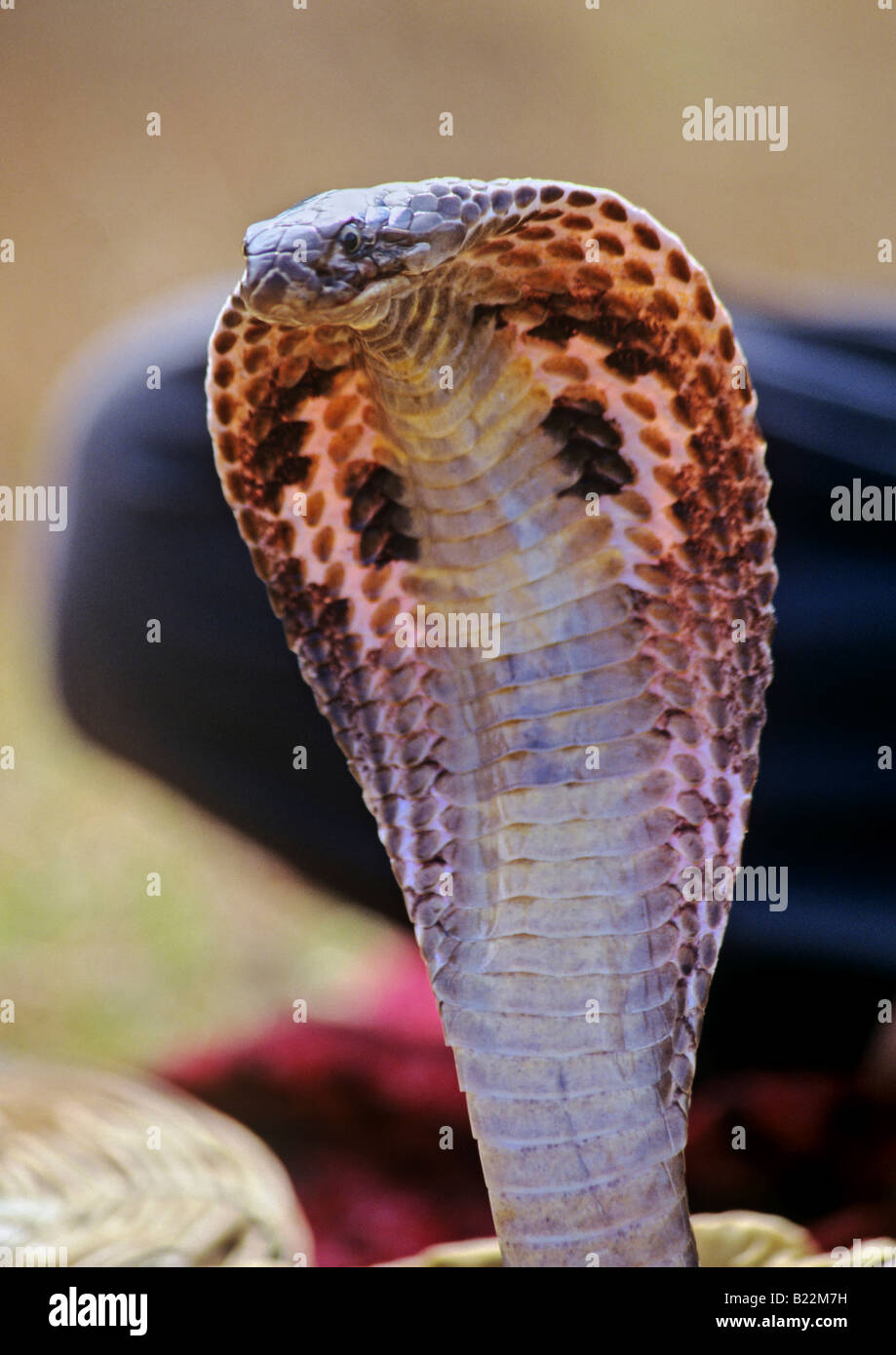 Hooded cobra hi-res stock photography and images - Alamy