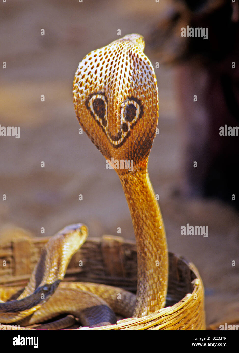 Hooded cobra hi-res stock photography and images - Alamy
