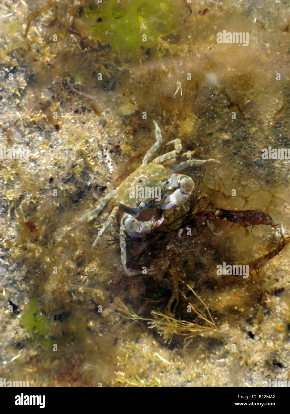 Animal artropode hi-res stock photography and images - Alamy