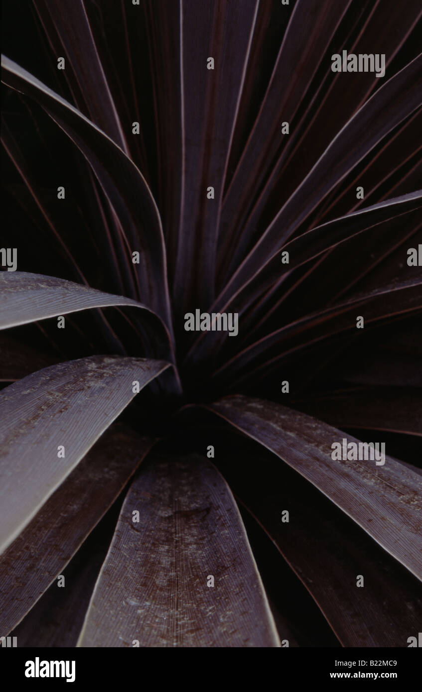 Looking into the maw of a plant Stock Photo - Alamy