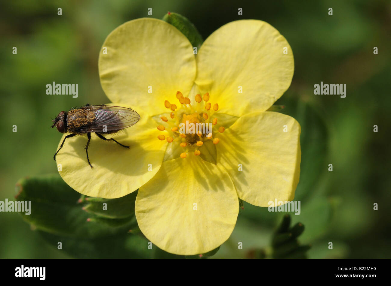 A macro close-up, detailed photograph of a fly delicately perched on ...