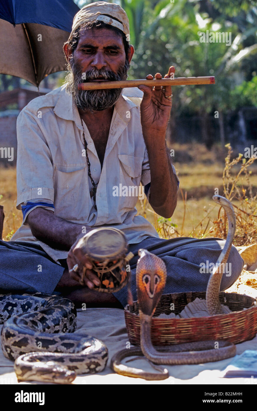 Snakes of goa hi-res stock photography and images - Alamy