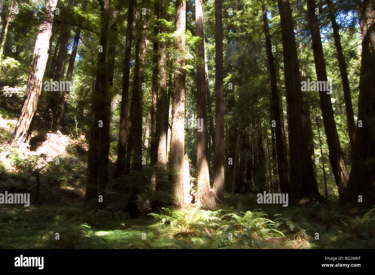Redwood trees in california hi-res stock photography and images - Alamy