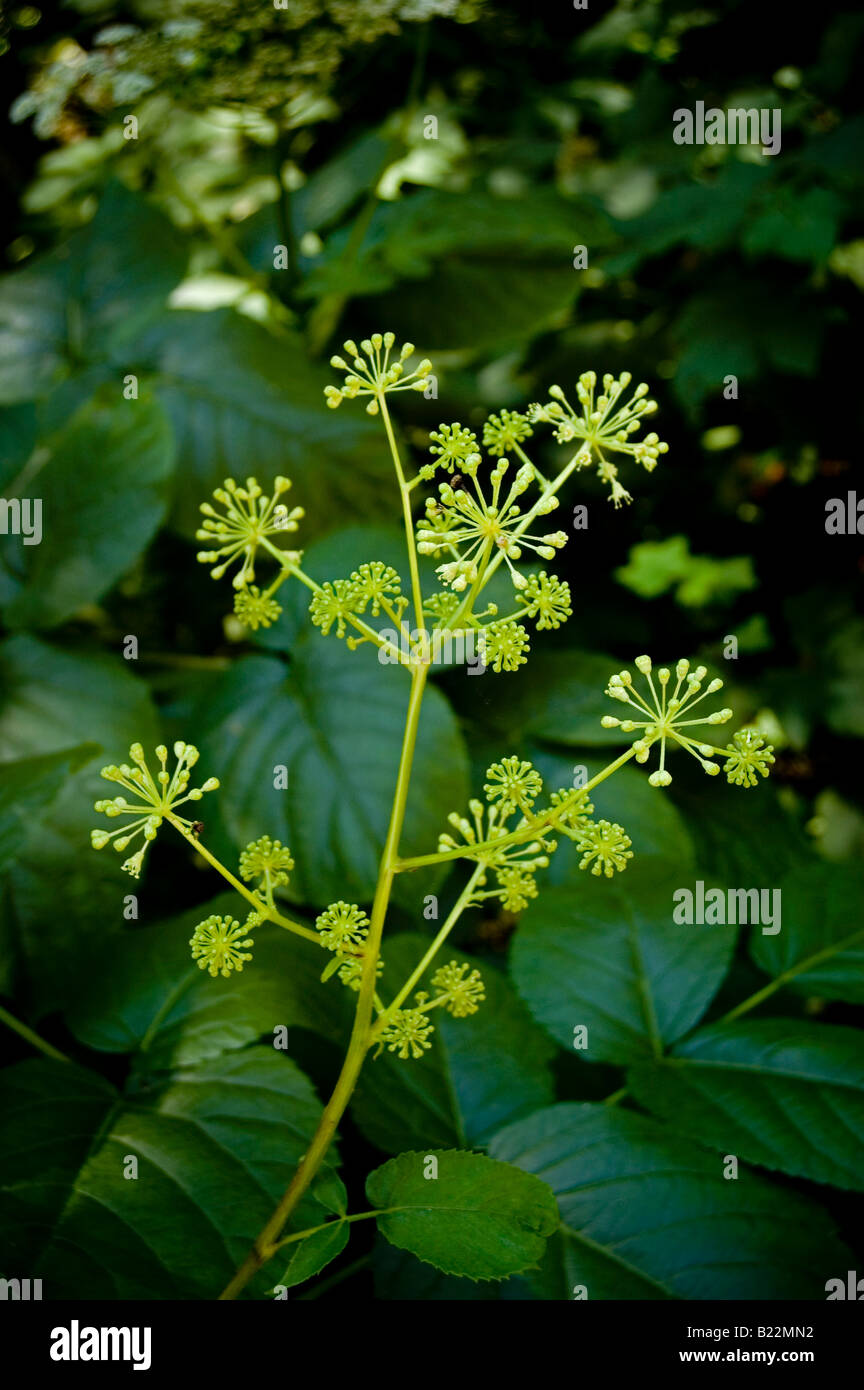 Funky flora leaves in garden Stock Photo - Alamy