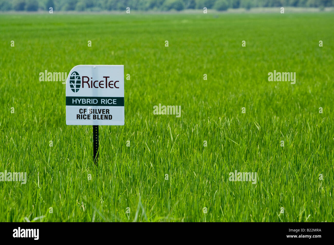 RiceTec Hybrid Rice planting near Winnie TX Stock Photo - Alamy
