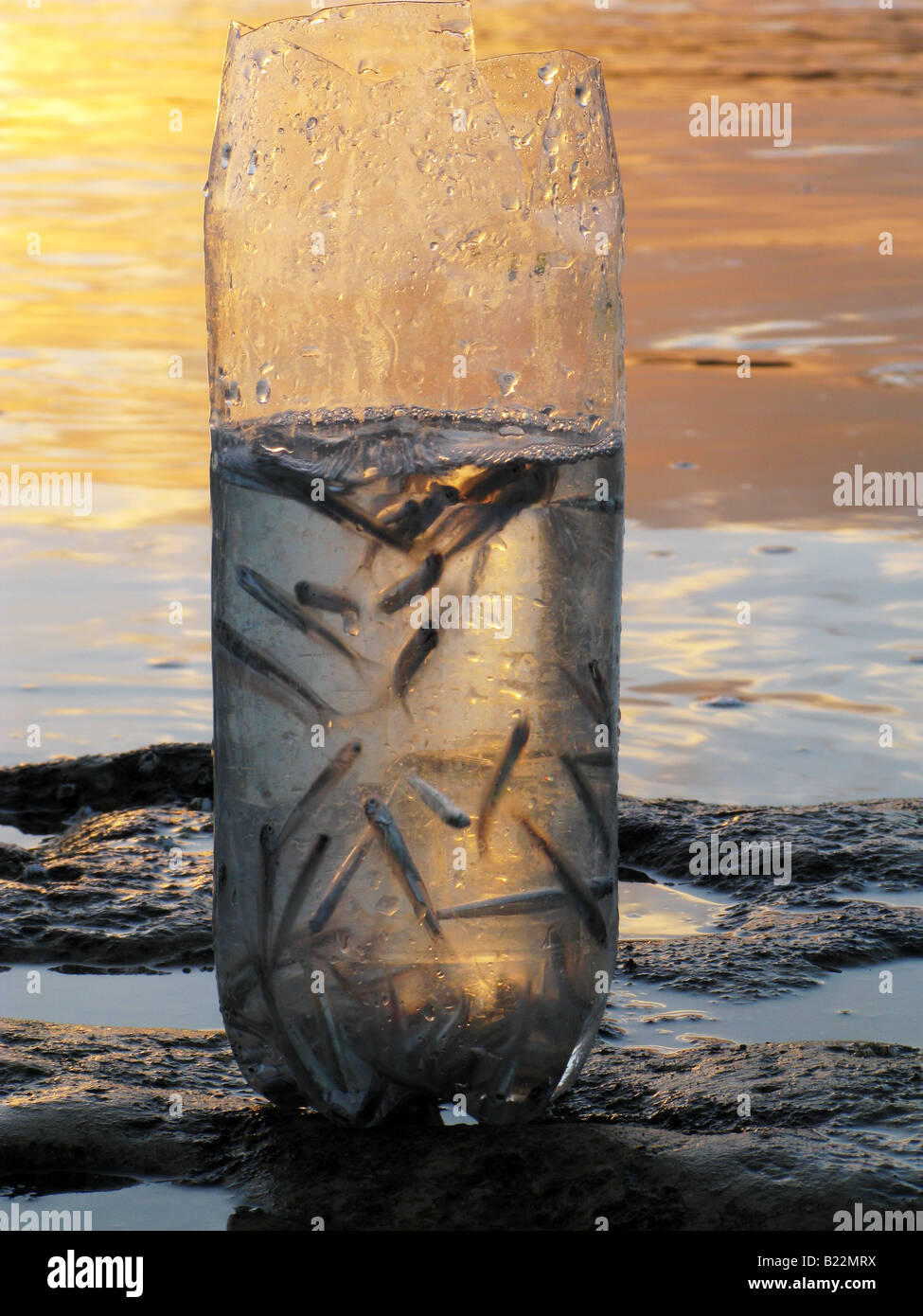 fish in a bottle Stock Photo - Alamy