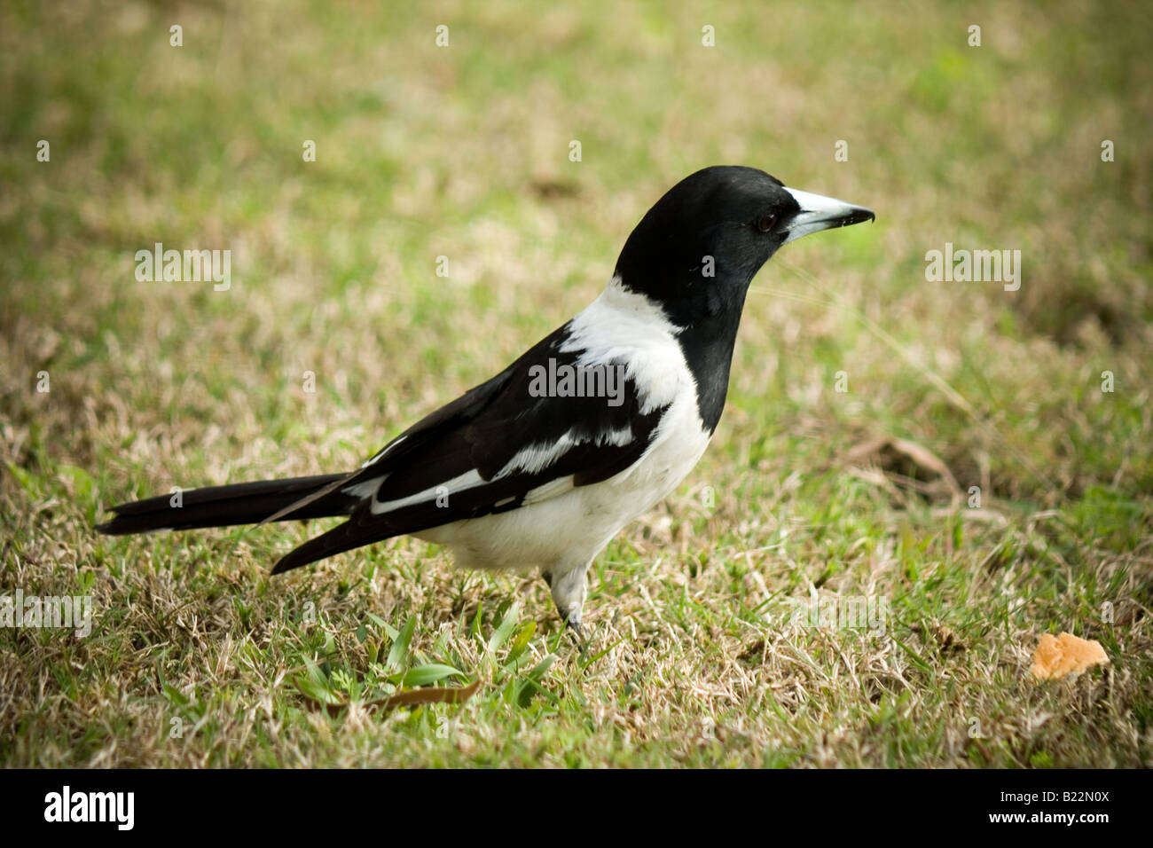 Australian butcher bird hi-res stock photography and images - Alamy