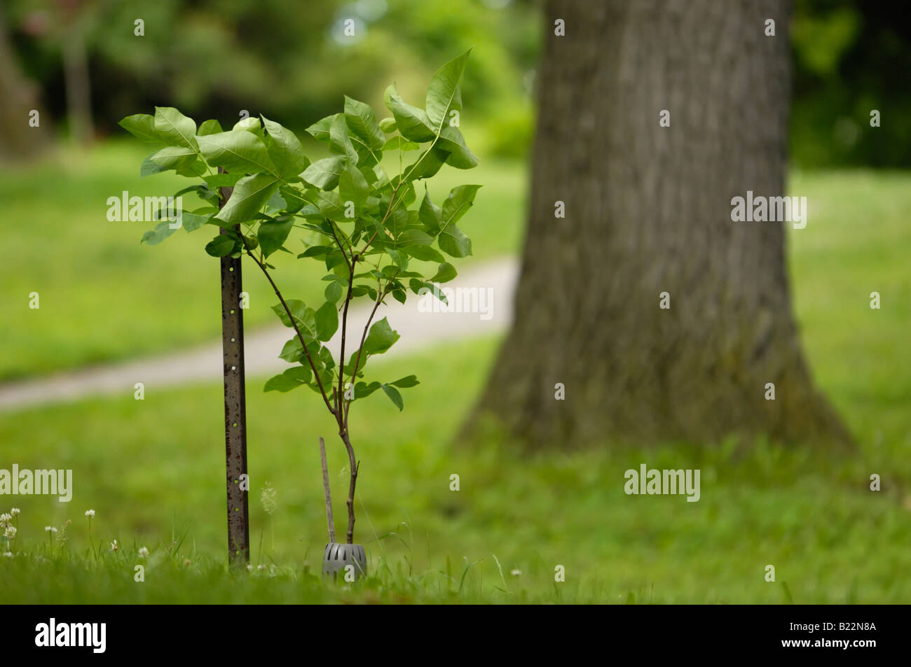 Planted small tree Stock Photo - Alamy