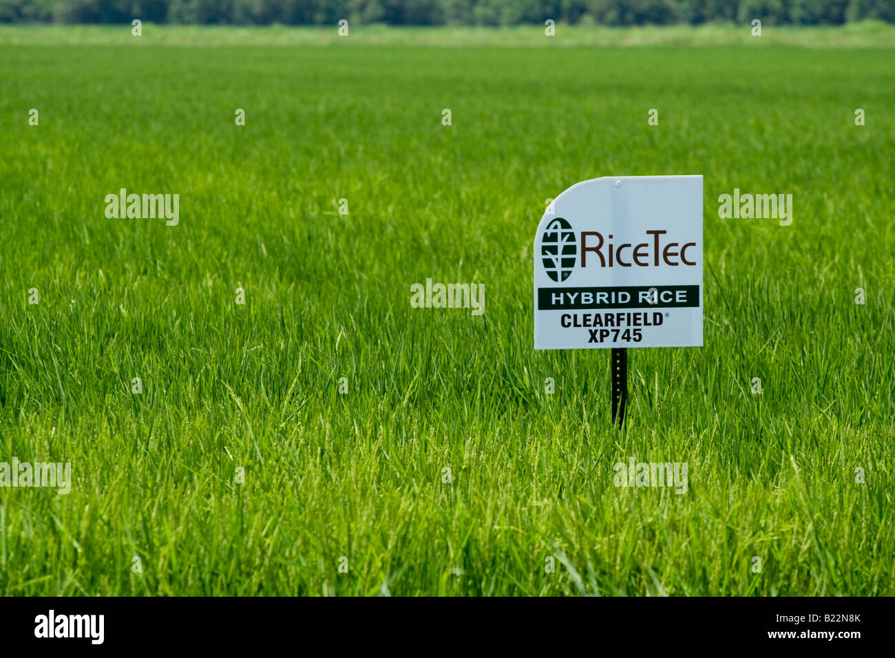 RiceTec Hybrid Rice planting near Winnie TX Stock Photo - Alamy