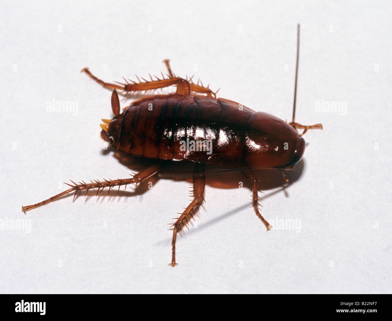 Infest hi-res stock photography and images - Alamy