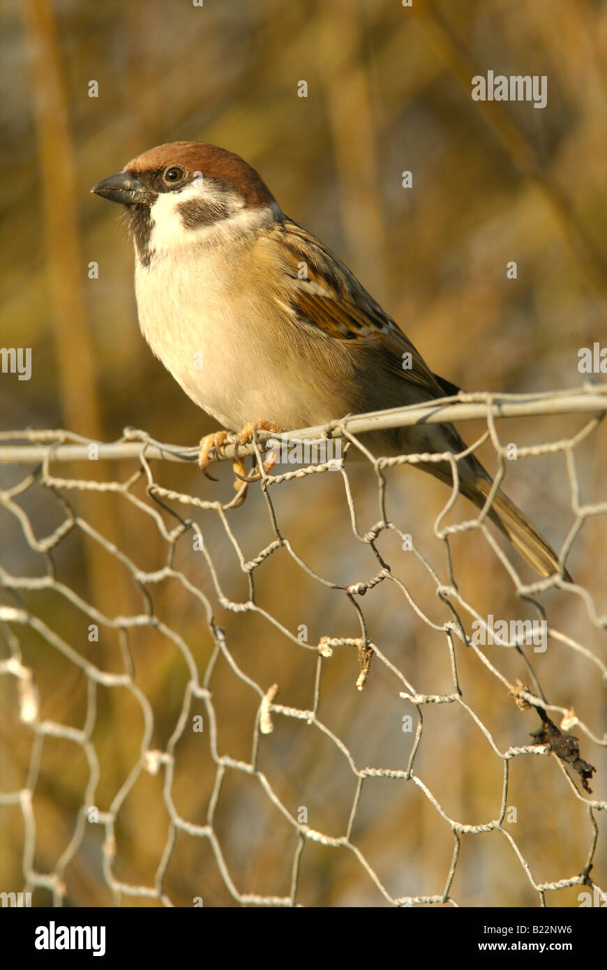 Tree sparrow on fence Stock Photo - Alamy