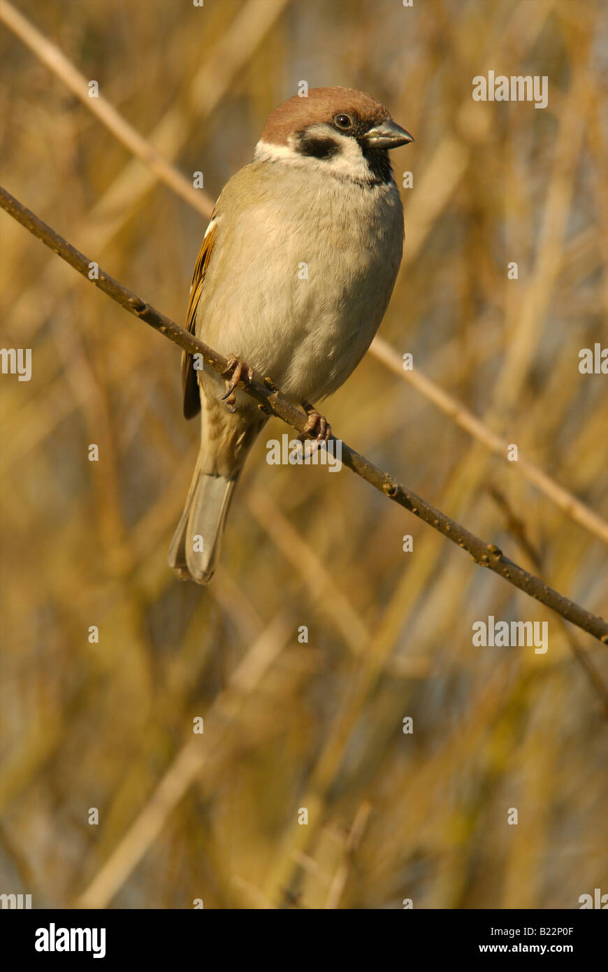 Sparrow bird portrait hi-res stock photography and images - Alamy