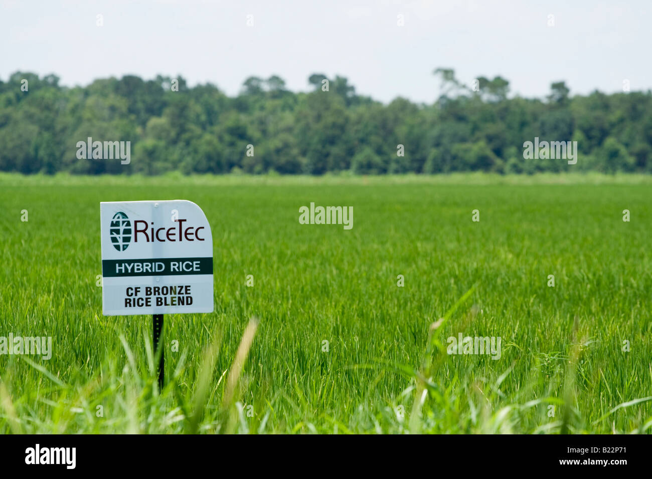 RiceTec Hybrid Rice planting near Winnie TX herbicide resistant ...