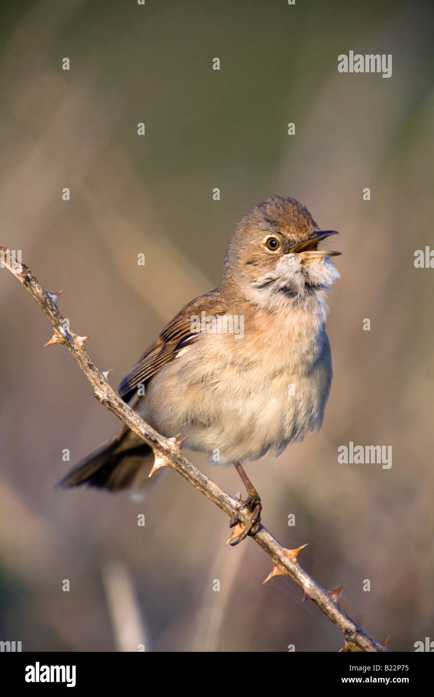 whitethroat Sylvia communis male singing cornwall Stock Photo - Alamy