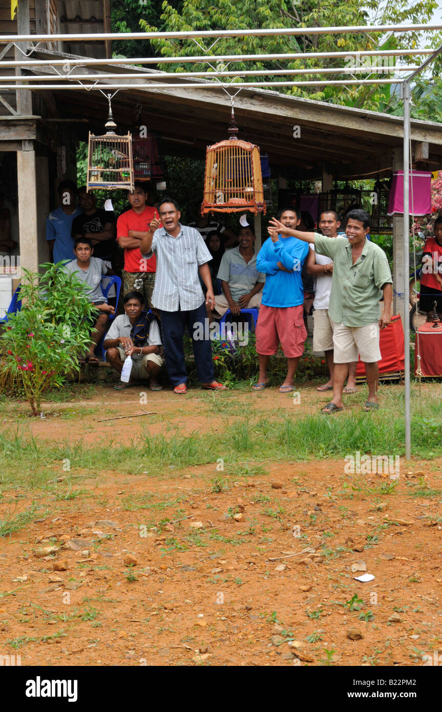 bird whistling contest, kuanmaidum village, palian district, trang ...