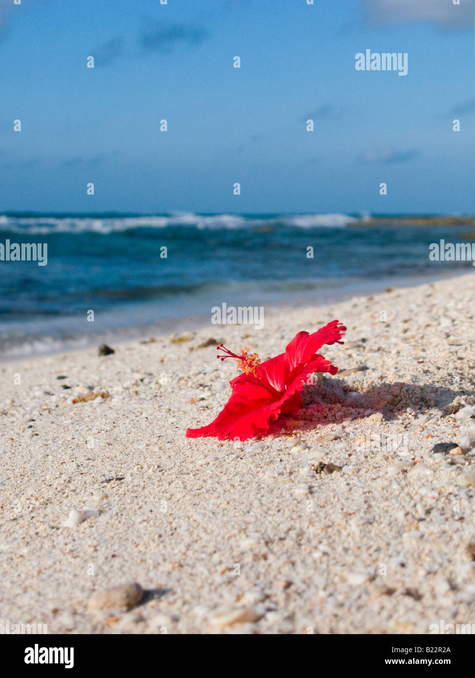 Red hibiscus flower on beach Stock Photo - Alamy