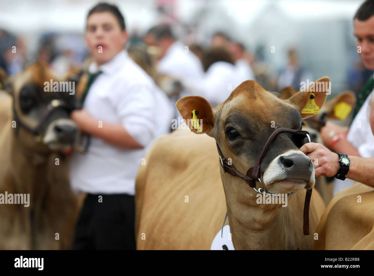 County show judges hi-res stock photography and images - Alamy