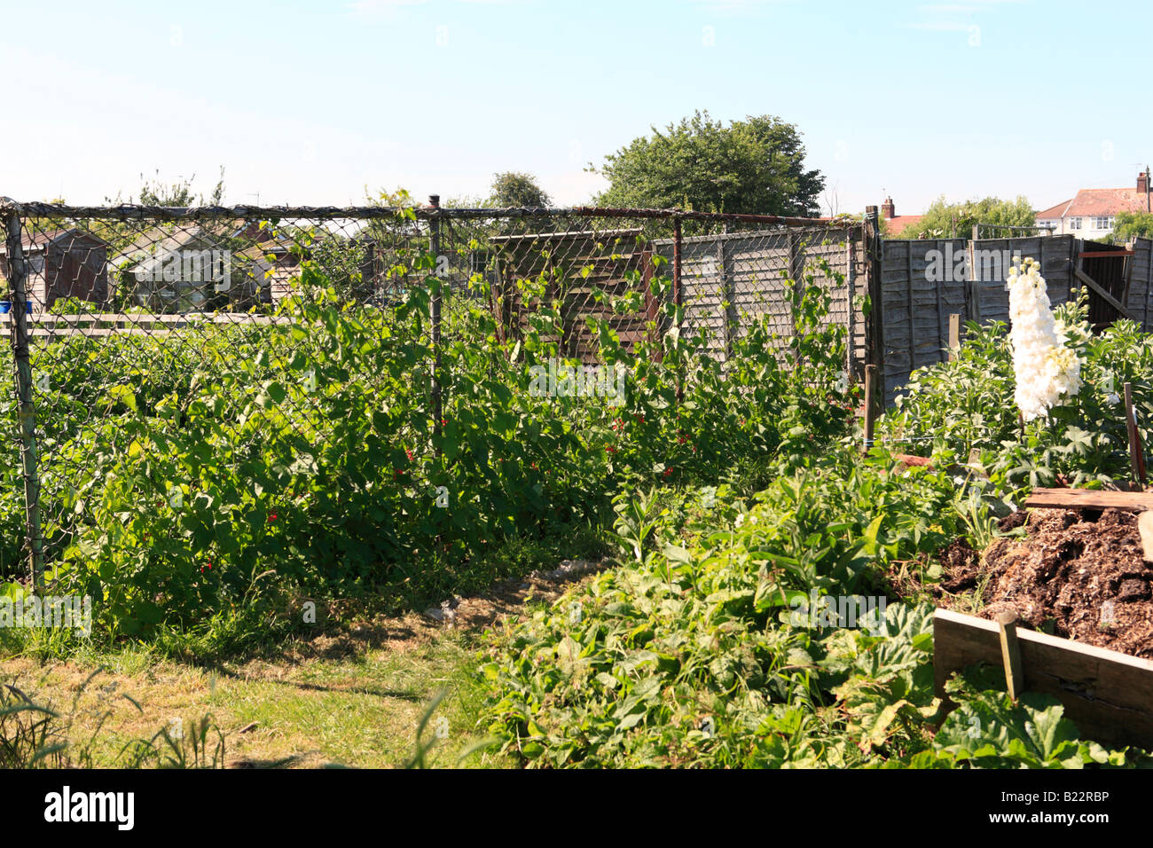 crops growing on allotment Stock Photo - Alamy