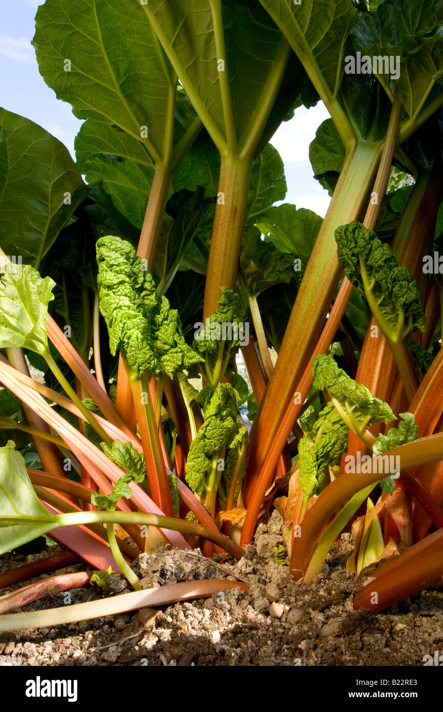 Sourish foliage hi-res stock photography and images - Alamy