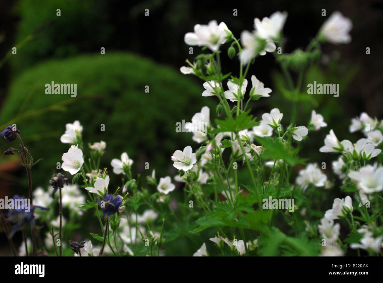 Pretty white geranium in a country garden bathed in a small shaft of ...