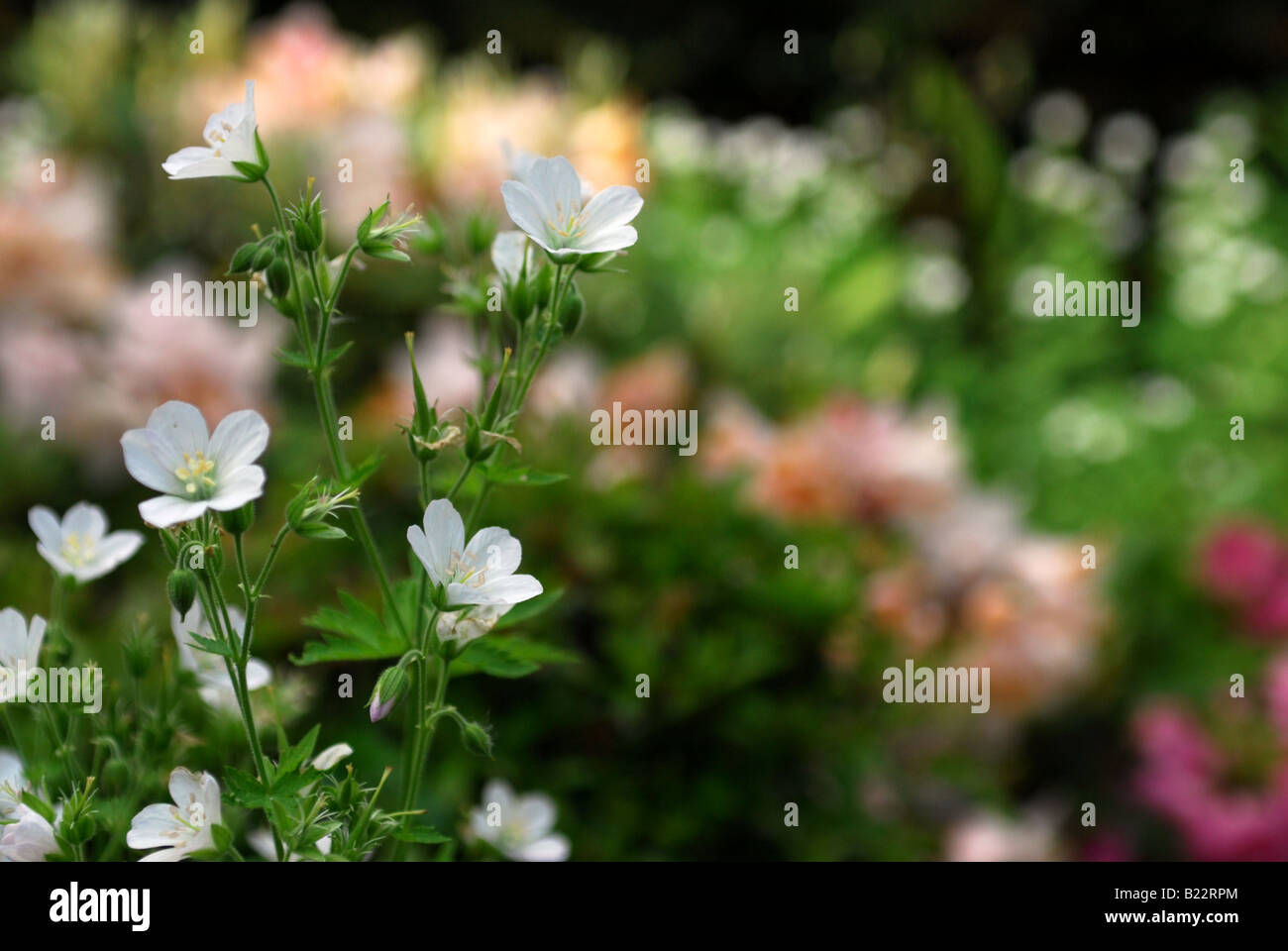 Pretty white geranium in a country garden Stock Photo - Alamy