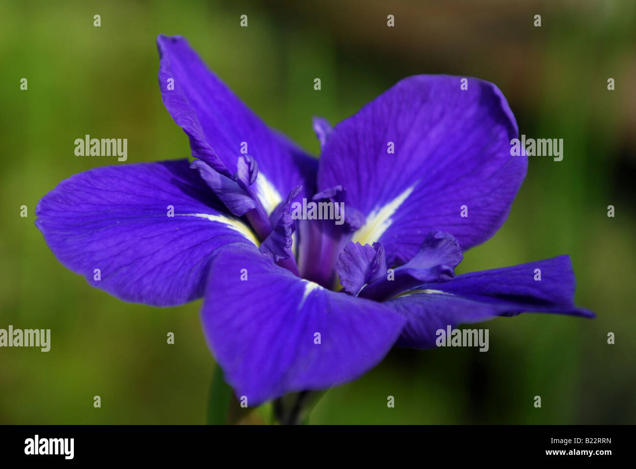Bright blue Iris in a cottage garden pond Stock Photo - Alamy