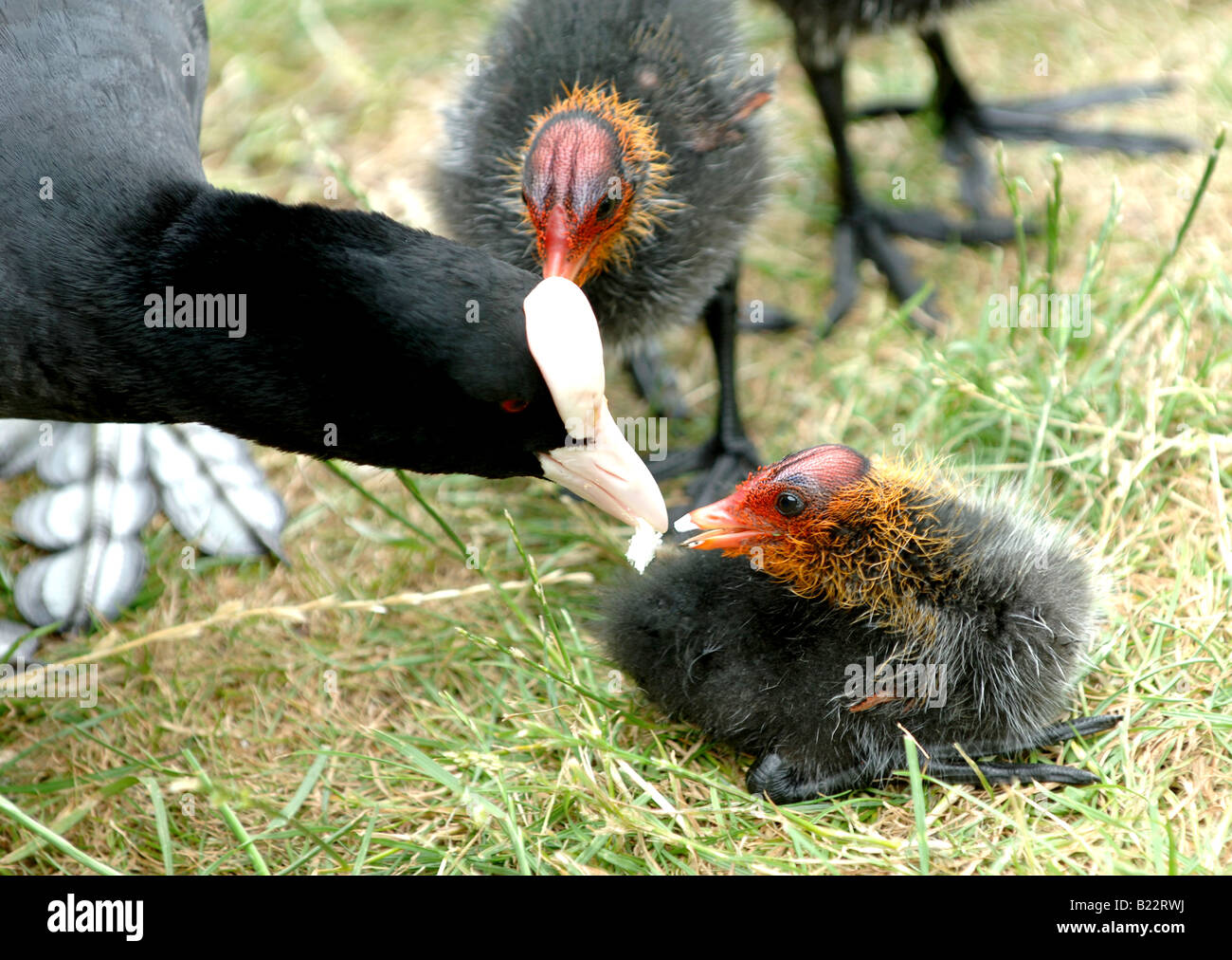 mother feeding chick Stock Photo - Alamy