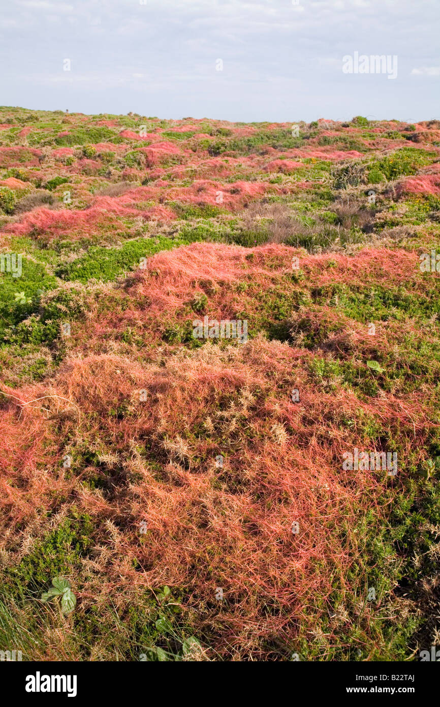 Cuscuta epithymum hi-res stock photography and images - Alamy