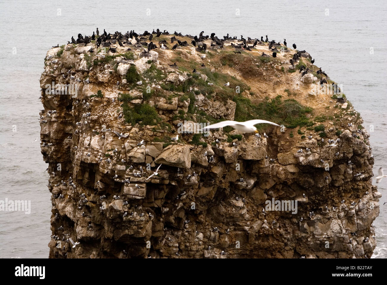 Souter point hi-res stock photography and images - Alamy