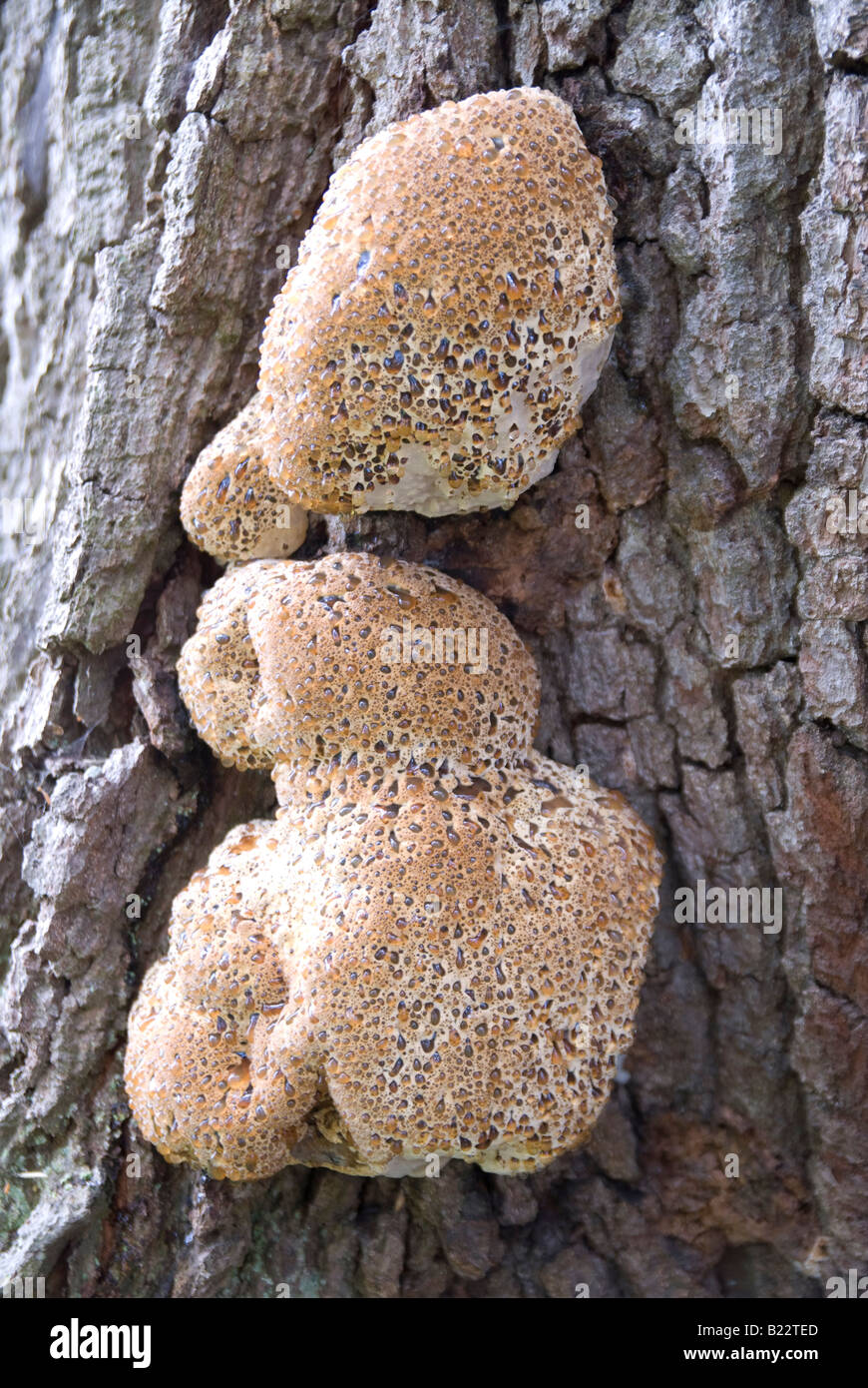 Fungus family hi-res stock photography and images - Alamy