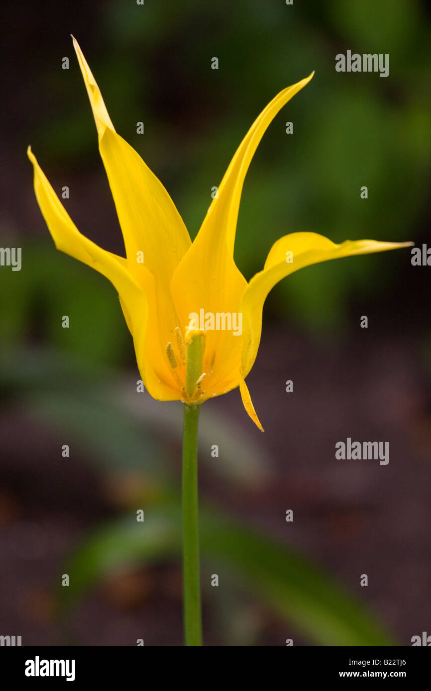 A slightly unusual looking yellow tulip Stock Photo - Alamy
