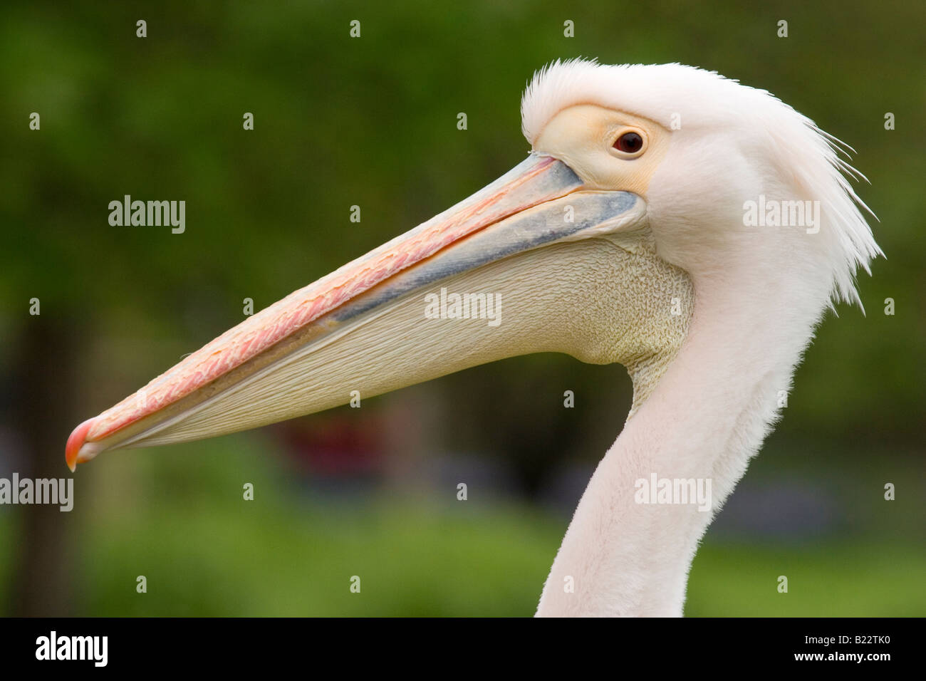 The head and beak of a pelican (Pelecanus onocrotalus). The pelican is ...