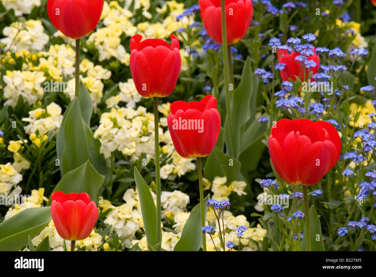 Dull red flowers hi-res stock photography and images - Alamy