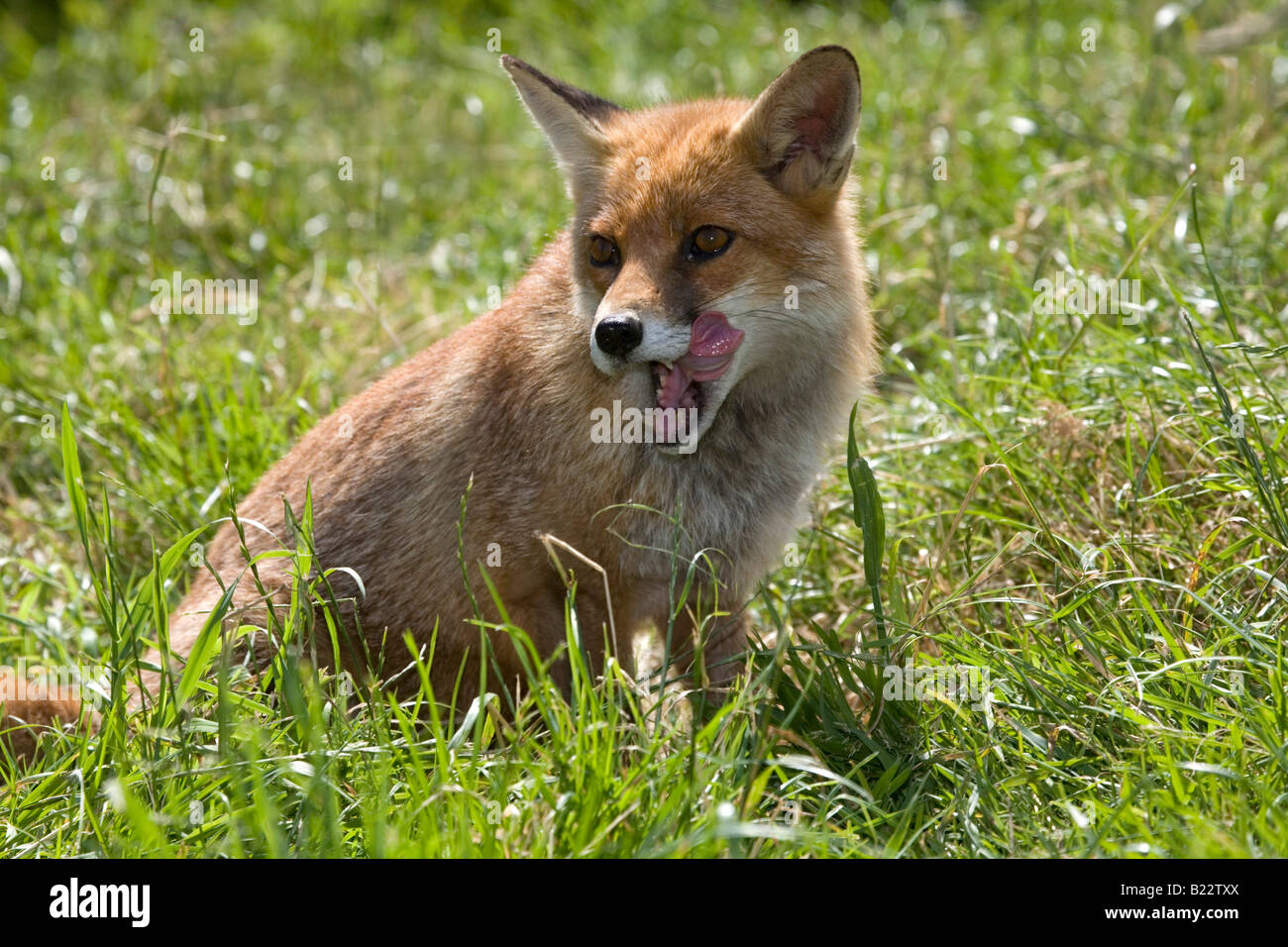 fox Lupes lupes sitting in a garden Stock Photo - Alamy