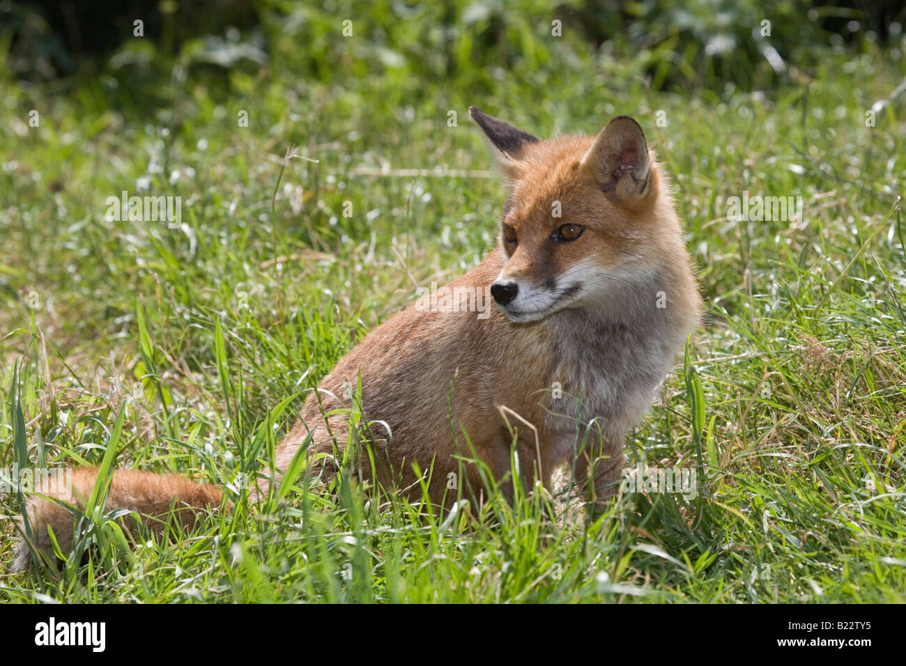 fox Lupes lupes sitting in a garden Stock Photo - Alamy