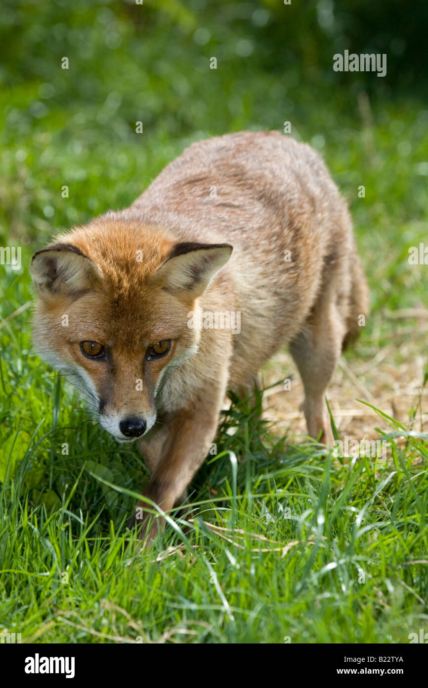 fox Lupes lupes in a garden Stock Photo - Alamy