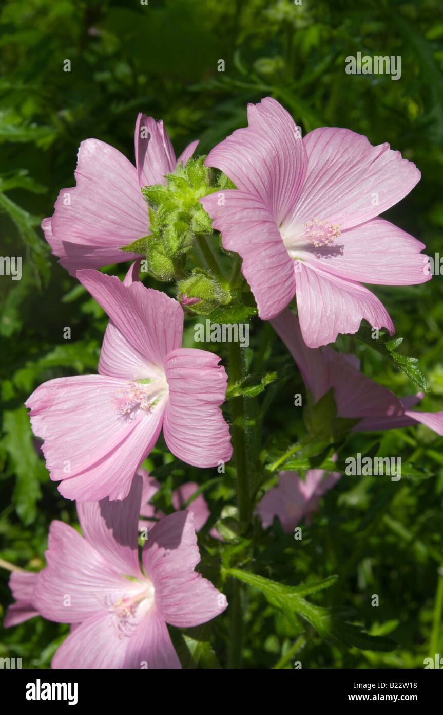 Musk Mallow Malva moschata in full bloom and showing hair on the buds ...