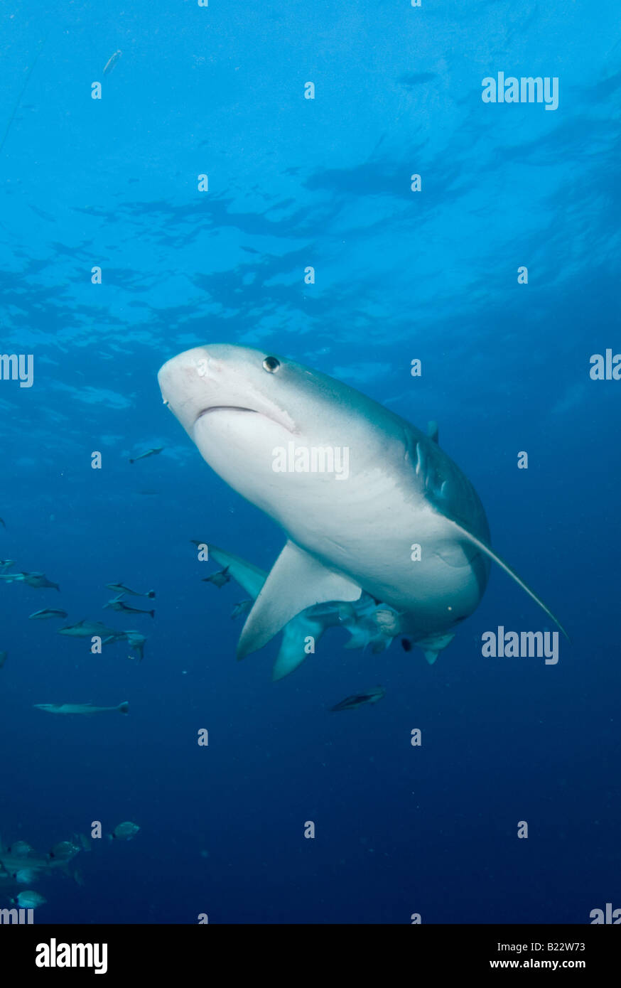 tiger shark Galeocerdo cuvier Aliwal Shoal Kwazulu Natal South Africa ...
