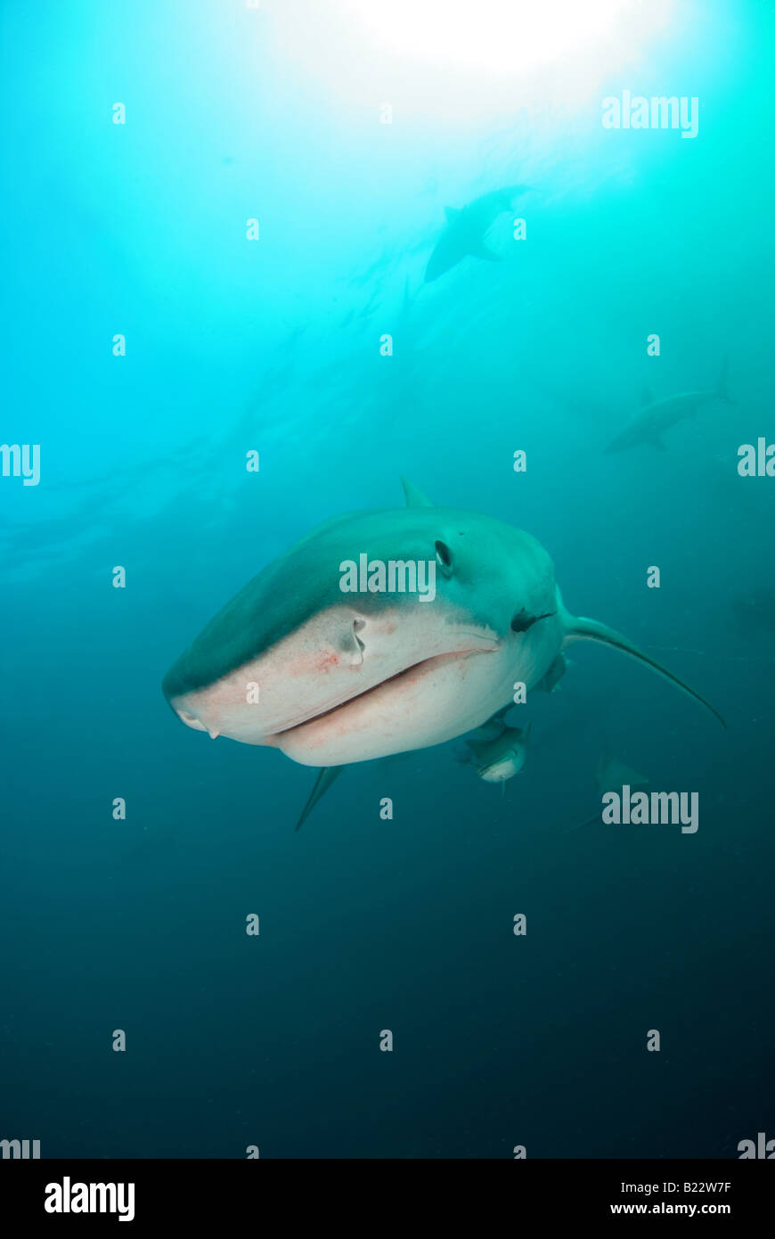 tiger shark Galeocerdo cuvier Aliwal Shoal Kwazulu Natal South Africa ...