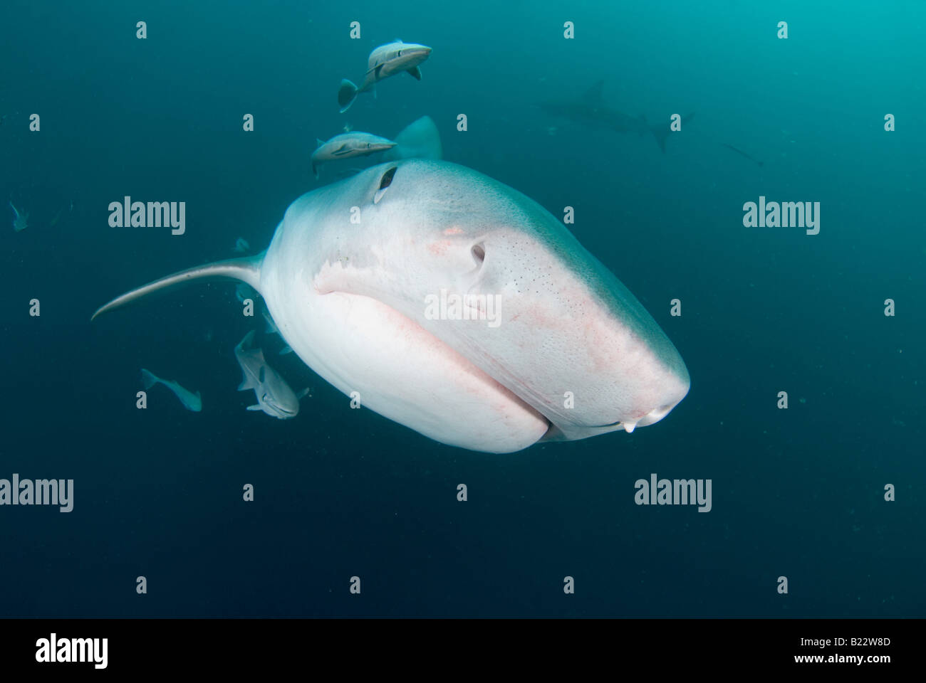 tiger shark Galeocerdo cuvier Aliwal Shoal Kwazulu Natal South Africa ...