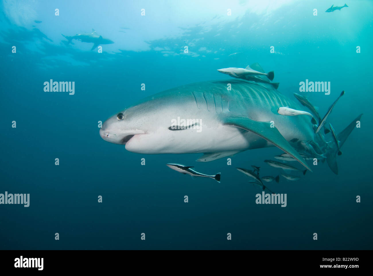 tiger shark Galeocerdo cuvier Aliwal Shoal Kwazulu Natal South Africa ...