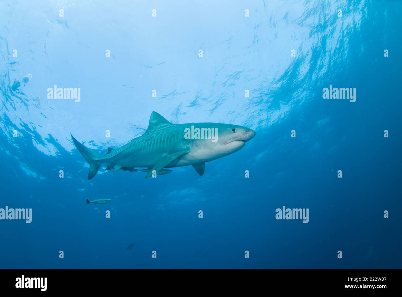 tiger shark Galeocerdo cuvier Aliwal Shoal Kwazulu Natal South Africa ...