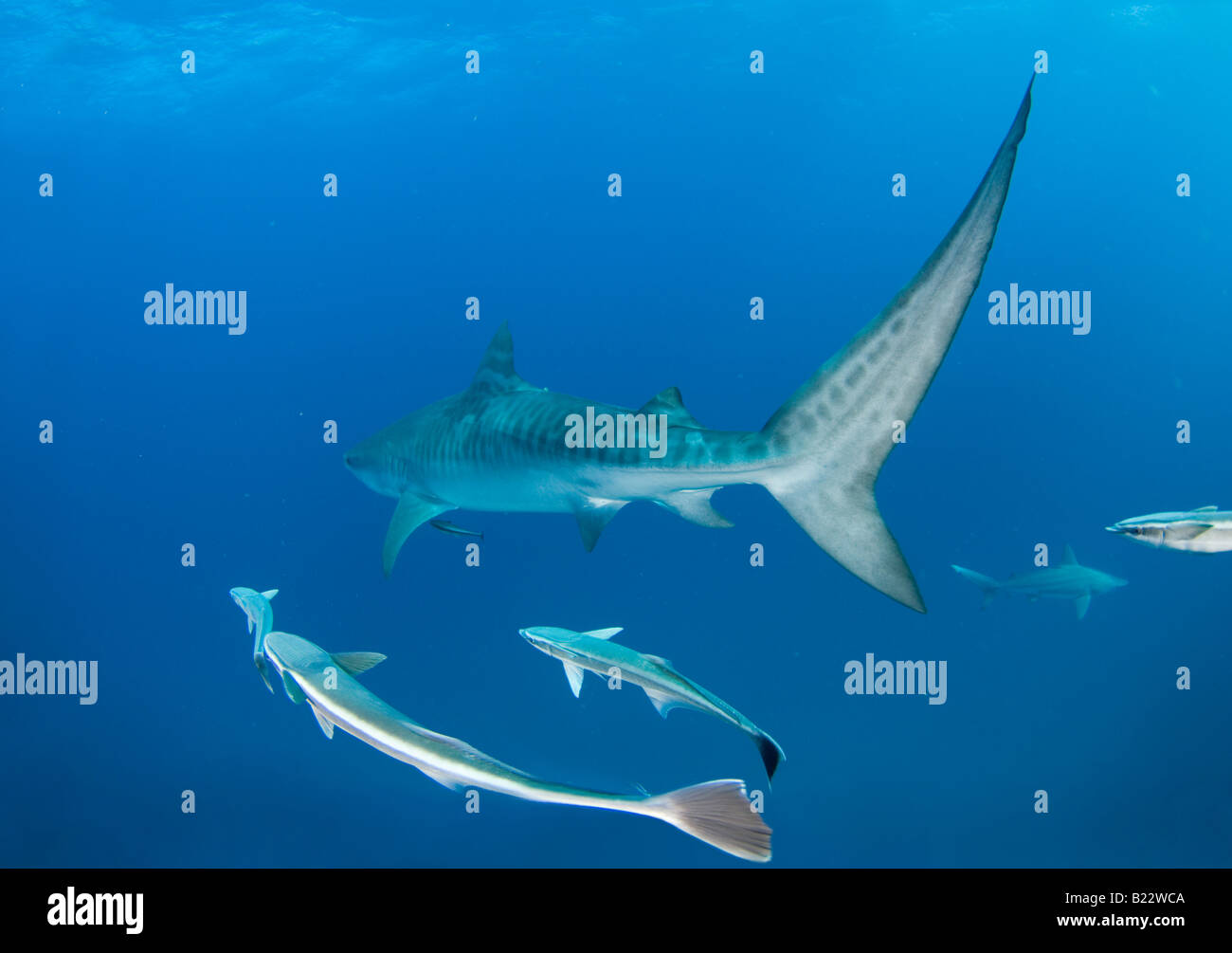 tiger shark and remoras Galeocerdo cuvier Aliwal Shoal Kwazulu Natal ...