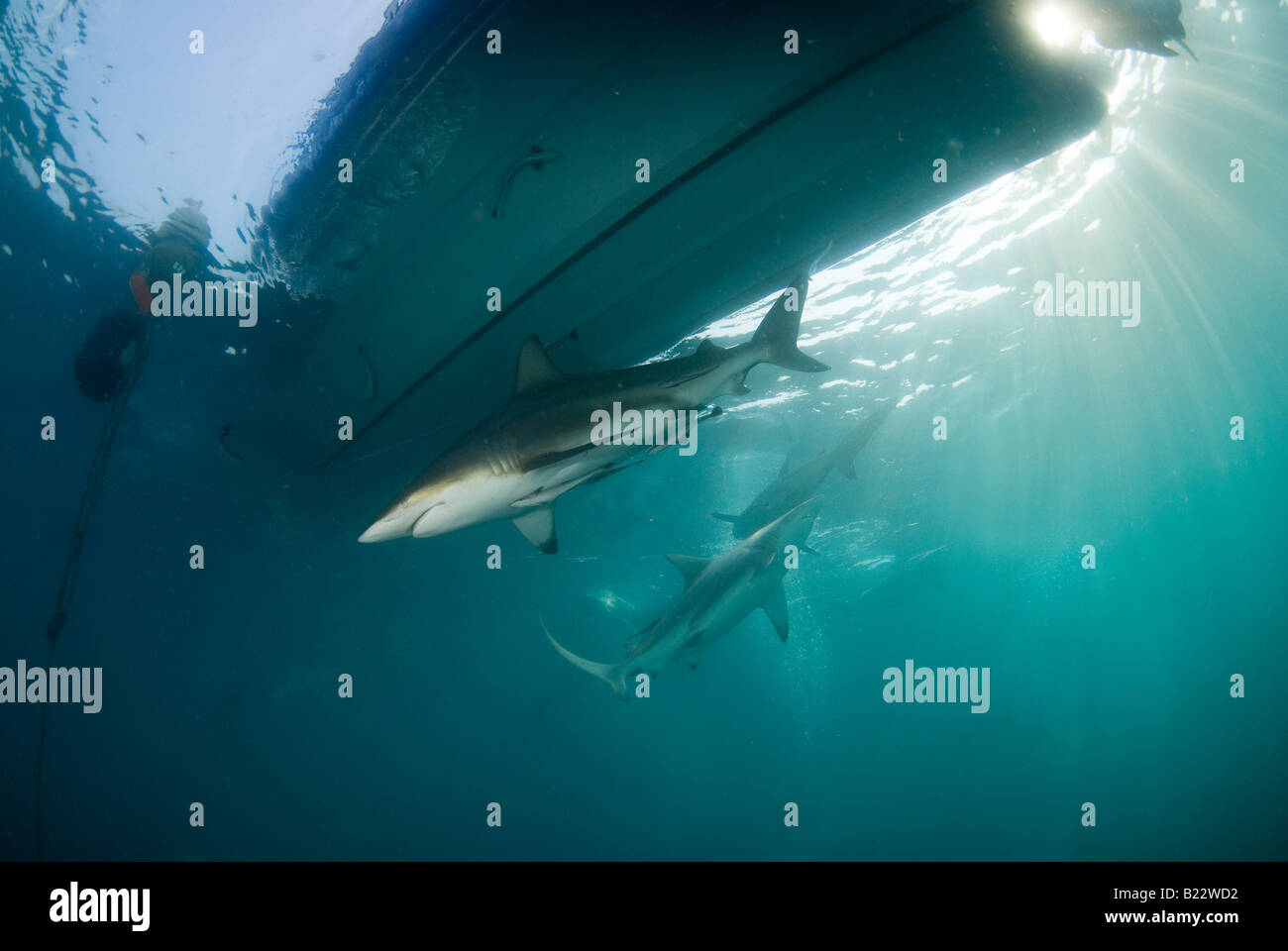 Blacktip Shark Teeth High Resolution Stock Photography and Images - Alamy