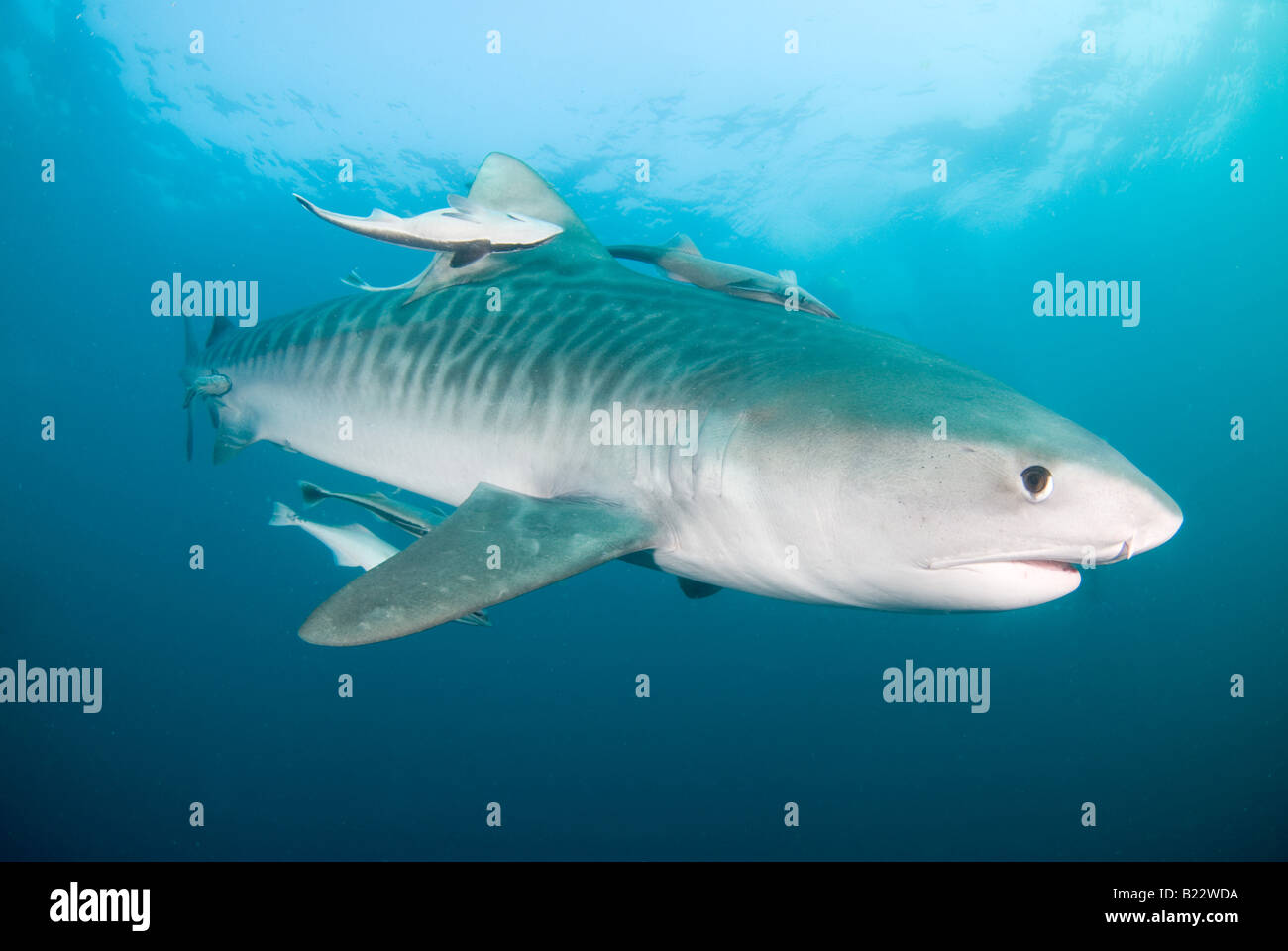tiger shark Galeocerdo cuvier Aliwal Shoal Kwazulu Natal South Africa ...