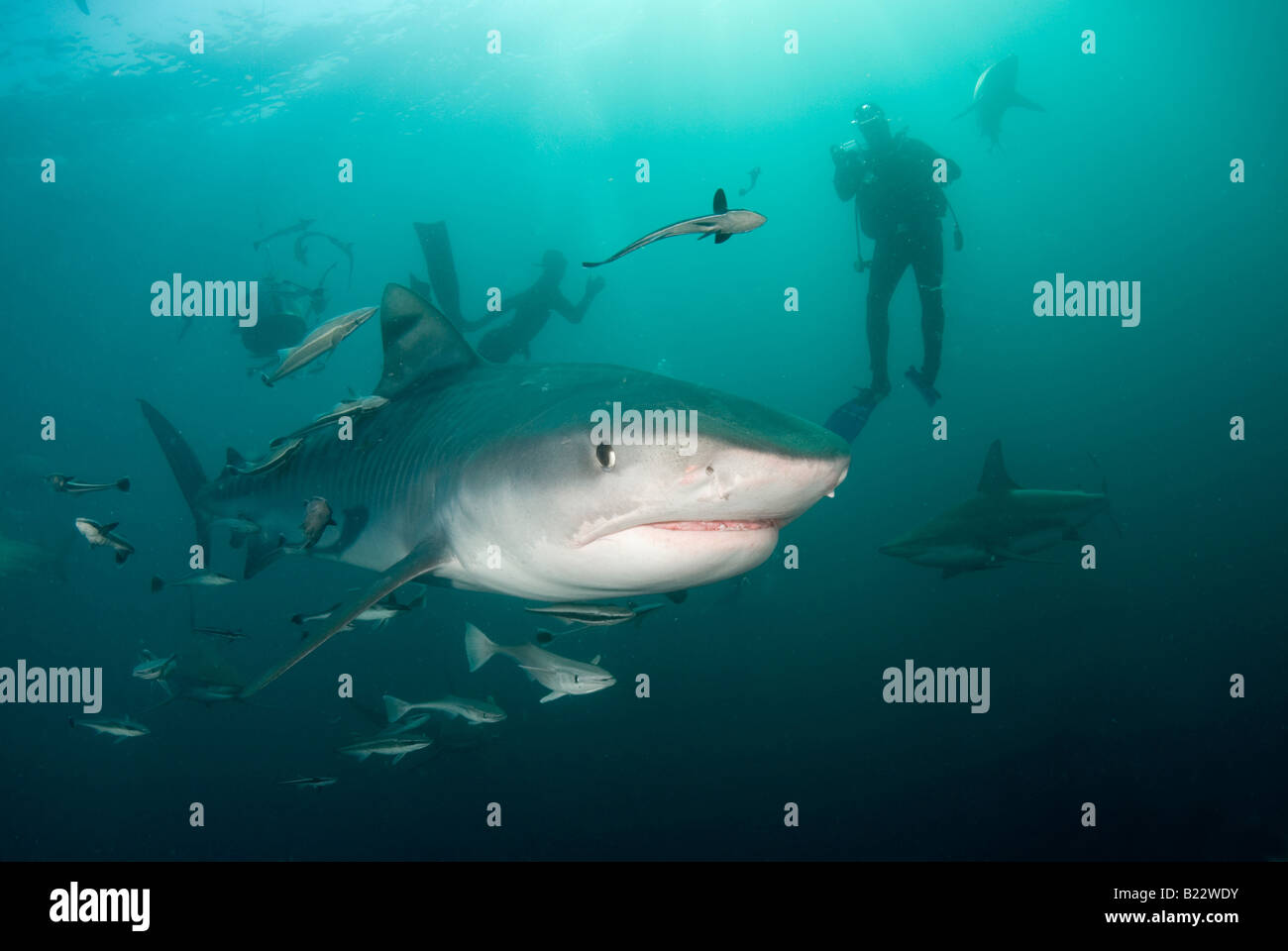 tiger shark and scuba diver Galeocerdo cuvier Aliwal Shoal Kwazulu ...