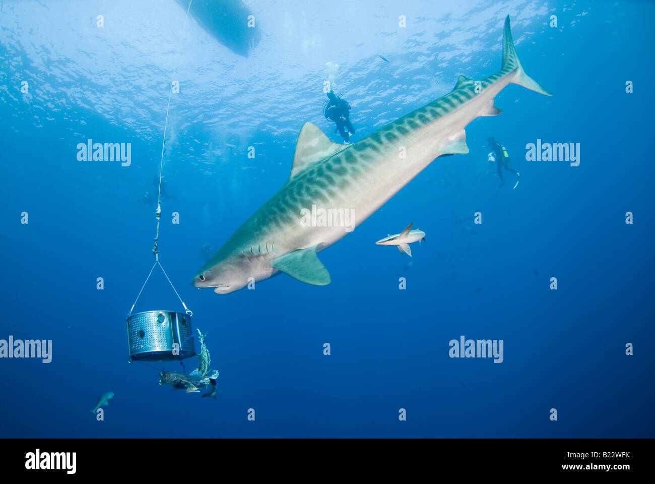 tiger shark Galeocerdo cuvier Protea Banks South Africa Indian Ocean ...