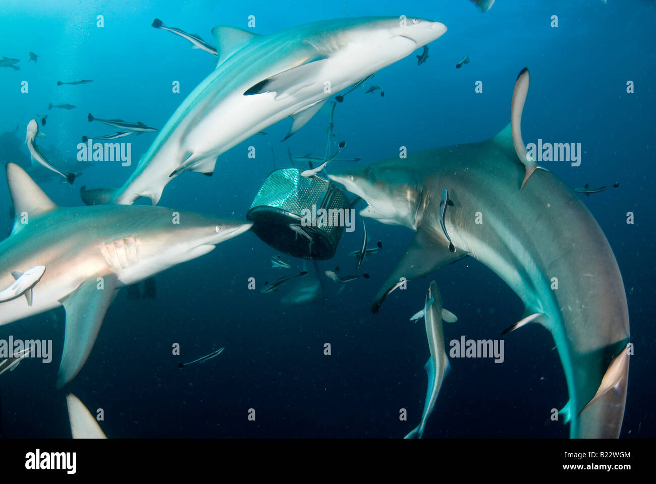 blacktip sharks Carcharhinus limbatus shark africa south africa ...