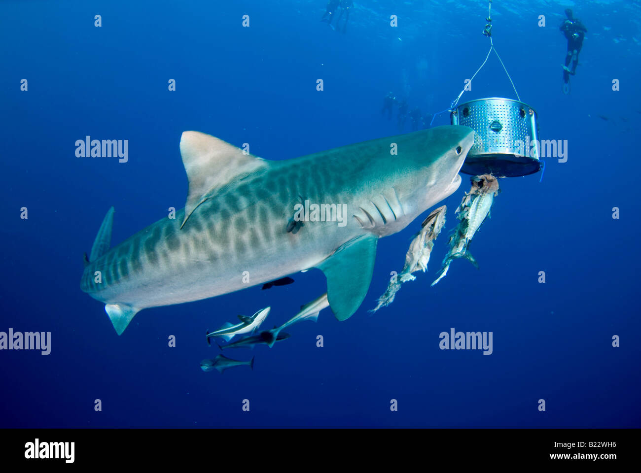 tiger shark Galeocerdo cuvier Protea Banks South Africa Indian Ocean ...